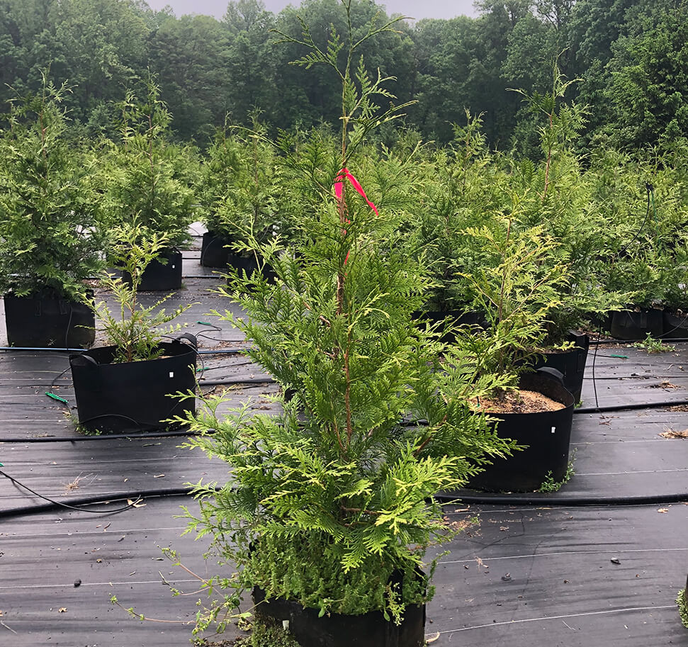 Big Green Giant Arborvitae | Family run tree farm serving PA