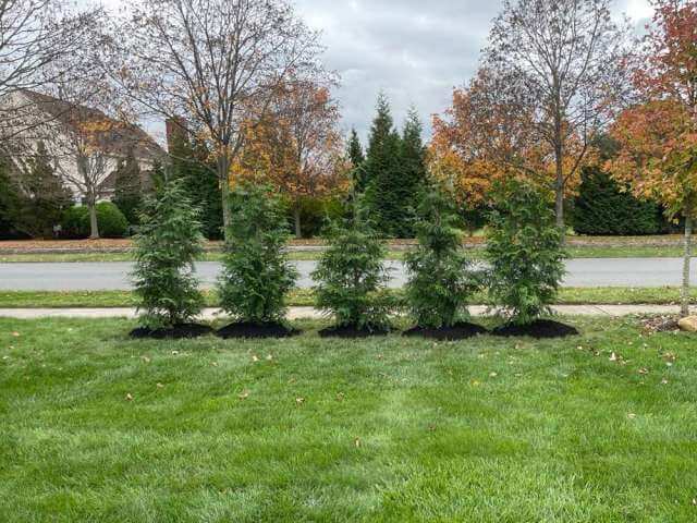 Big Green Giant Arborvitae | Family run tree farm serving PA