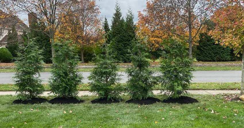 4–5 ft Green Giant Arborvitae | Privacy Trees for PA Yards