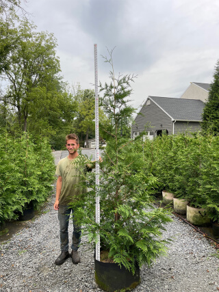 Big Green Giant Arborvitae | Family run tree farm serving PA