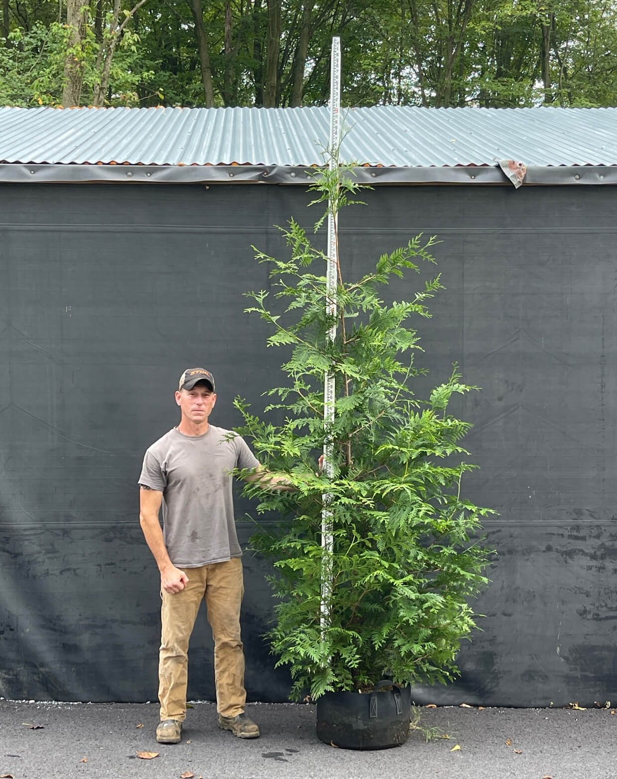 Big Green Giant Arborvitae | Family run tree farm serving PA