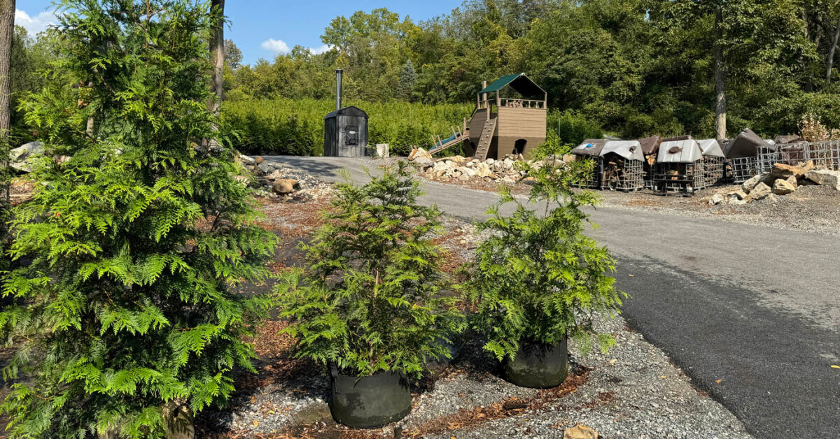 5–6 ft Green Giant Arborvitae | Fast-Growing Privacy Trees