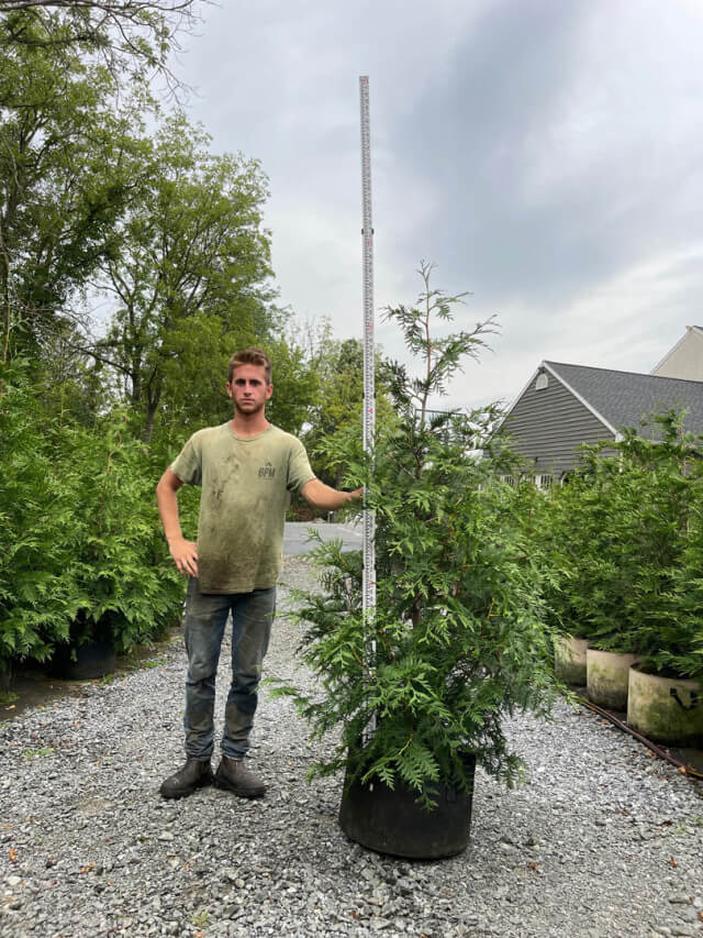 5–6 ft Green Giant Arborvitae | Fast-Growing Privacy Trees