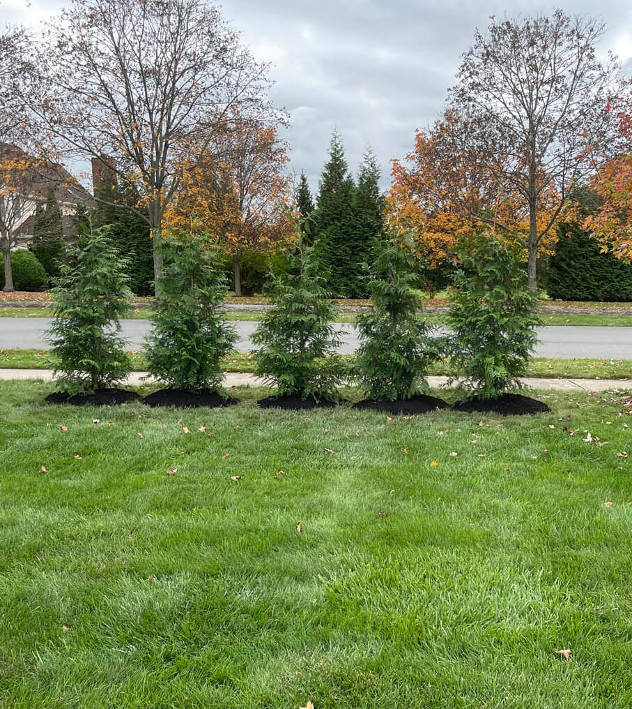 7–8 ft Green Giant Arborvitae Trees | Real Privacy This Year