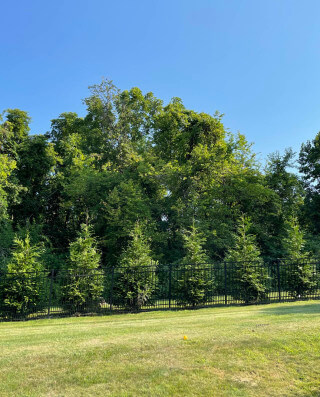9–10 ft Green Giant Arborvitae | Mature Privacy Trees