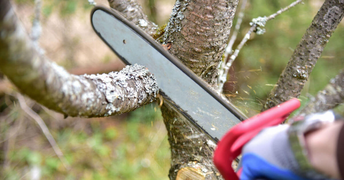 Pruning Services Strobert Tree Services
