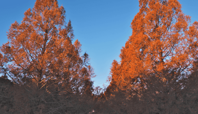 Pruning Dawn Redwoods | Strobert Tree Services