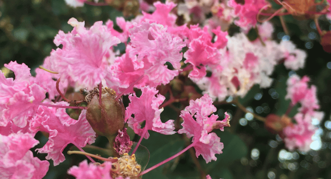 How to Prune Crape Myrtles | Strobert Tree Services