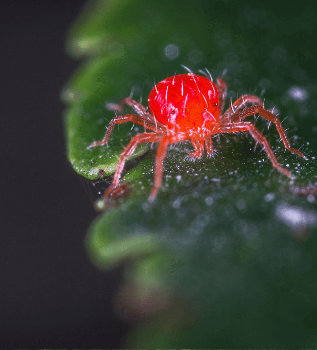 Early Signs of Spider Mites | Strobert Tree Services