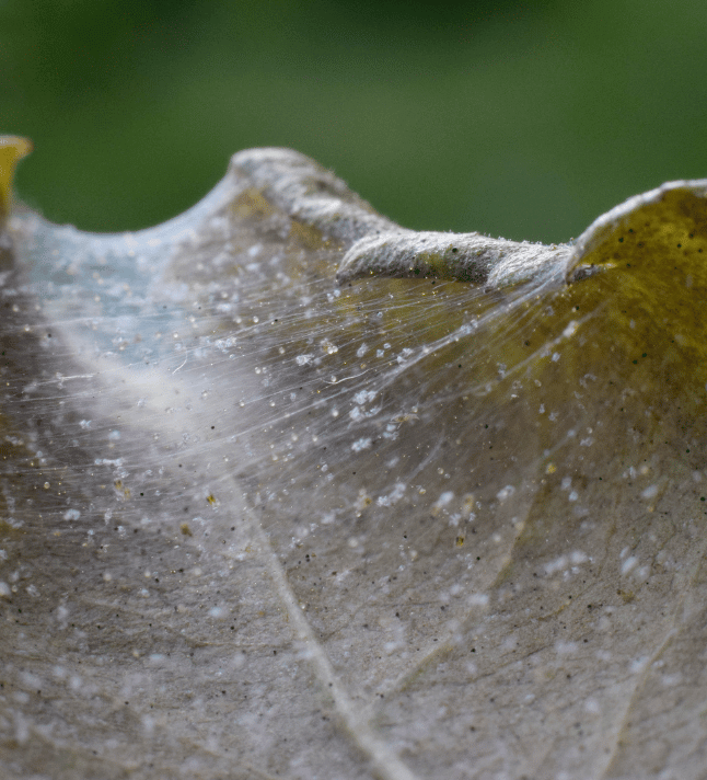 Early Signs of Spider Mites | Strobert Tree Services