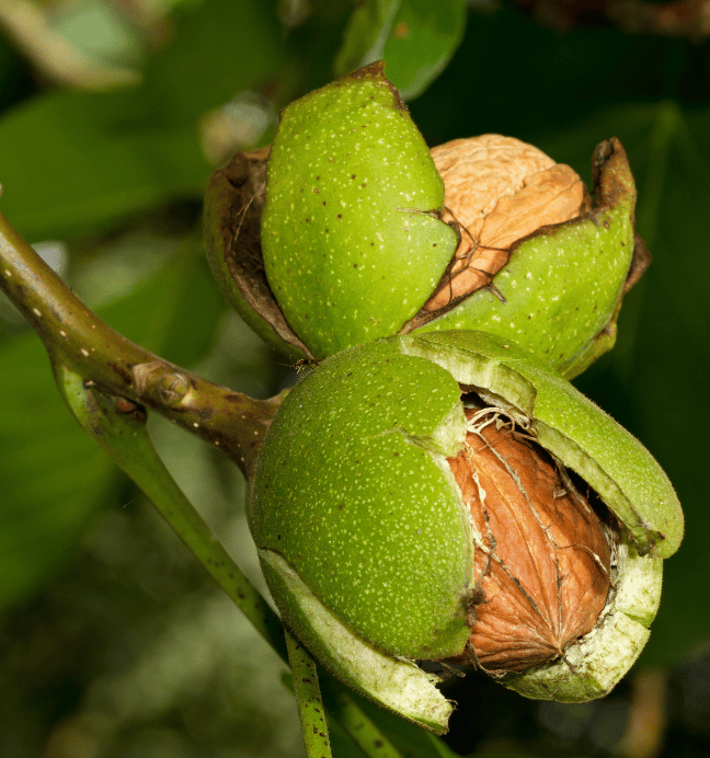 A Guide to Delaware's Native Trees | Strobert Tree Services