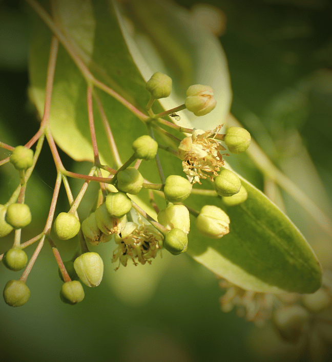 A Guide to Delaware's Native Trees | Strobert Tree Services
