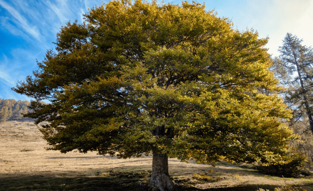 How to Identify an Elm Tree | Strobert Tree Services