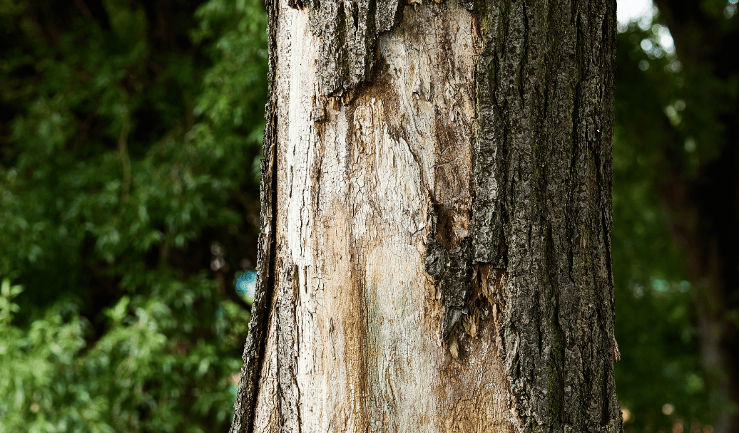 Why is Bark Falling Off My Tree? | Strobert Tree Services