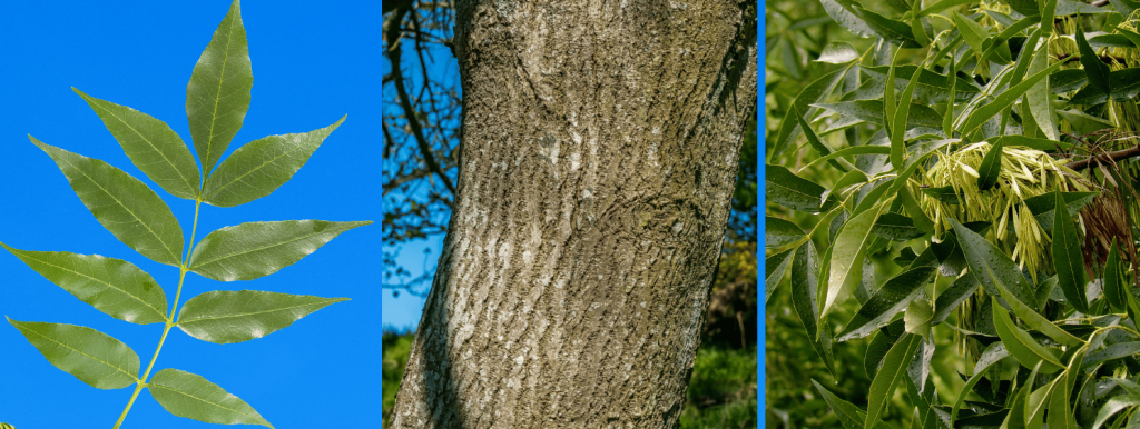 Ash Tree Identification By Leaves, Bark, and Species