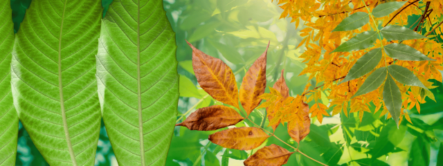 Ash Tree Identification By Leaves, Bark, and Species