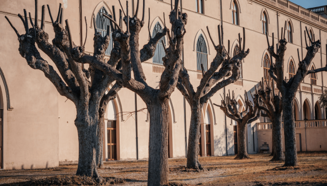 Pollarding Trees | Strobert Tree Services
