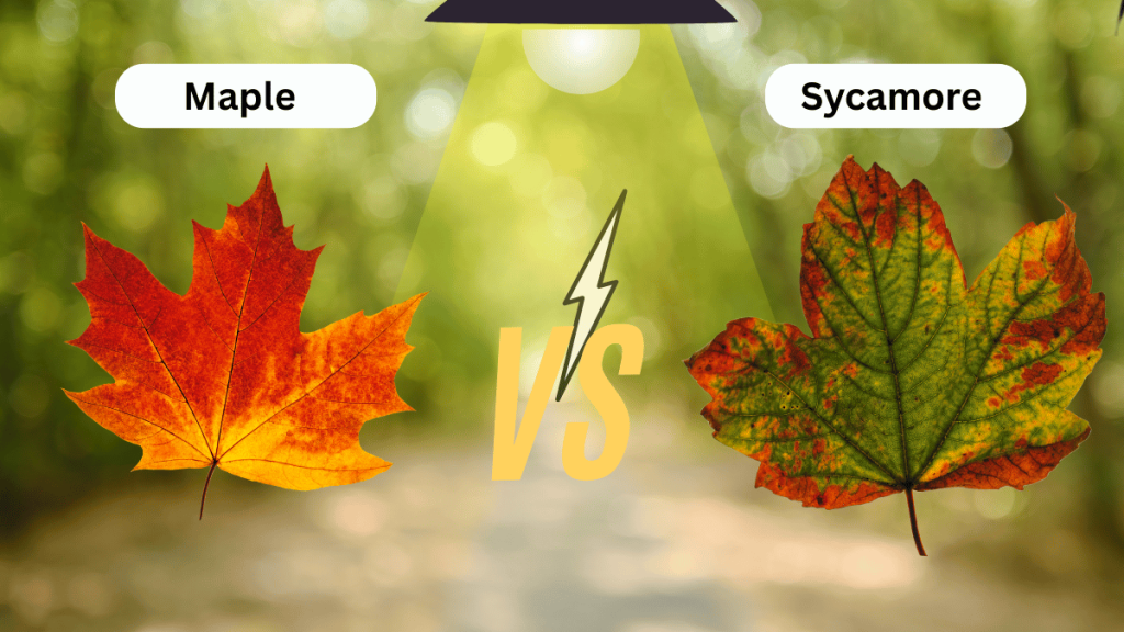 Sycamore Tree Leaf vs Maple | Strobert Tree Services
