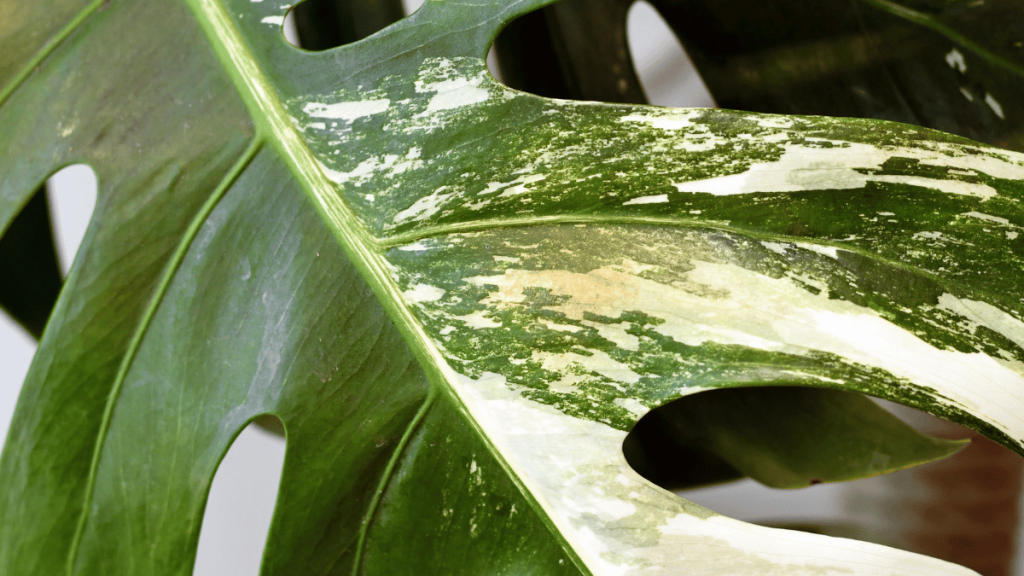 How to Spot & Treat Thrips Damage | Strobert Tree Services