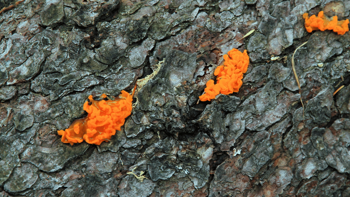 Fusiform Rust | Strobert Tree Services