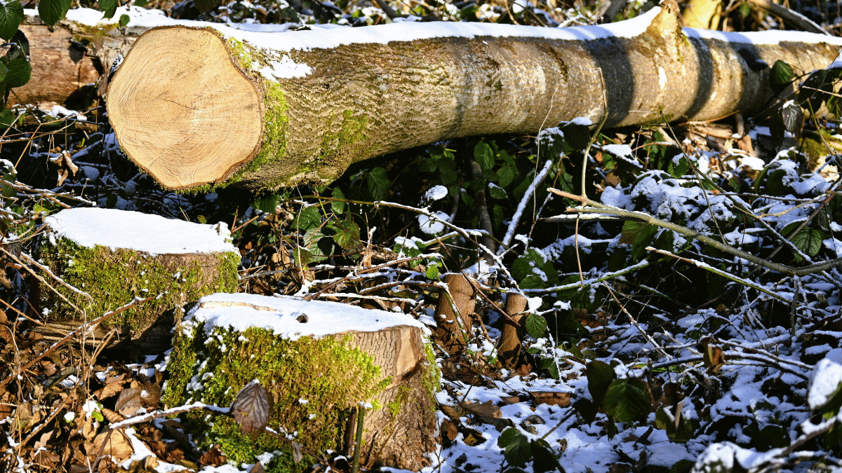 How to Prepare Your Trees for Heavy Snow | Strobert Tree Services