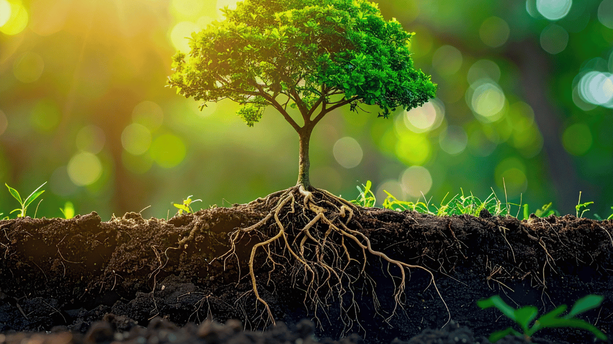 How Do Trees Grow? | Strobert Tree Services